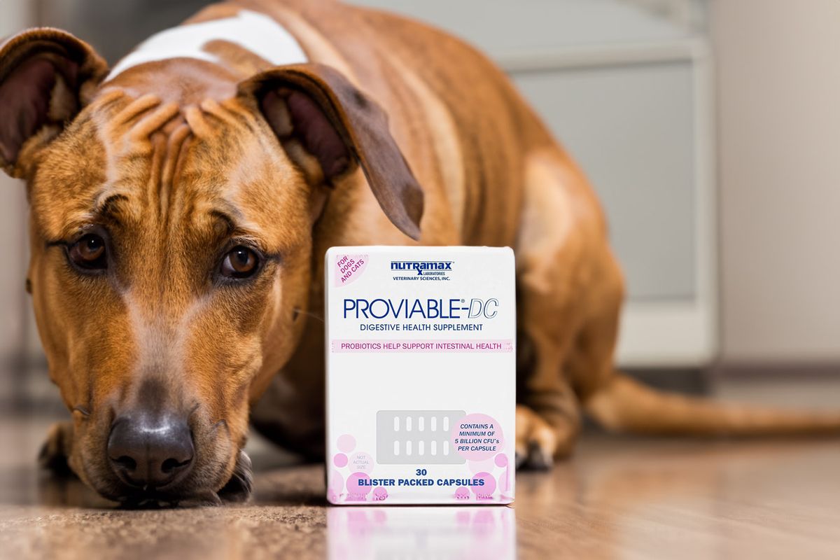 Proviable DC for Dogs: Is This Vet-Favorite Probiotic Worth It? | Doggy ...